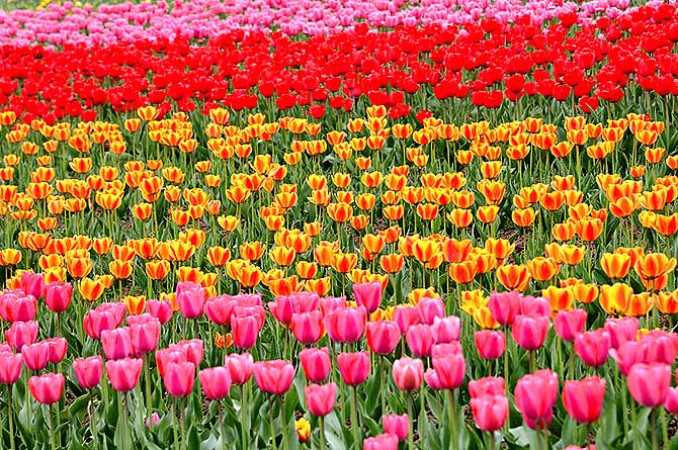 Srinagar’s Famous Tulip Garden Is Now Open To Public | Tripclap
