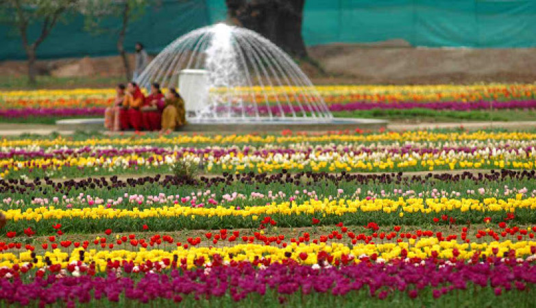 Kashmir All Set For Tulip Festival | Tripclap Kashmir All Set For Tulip Festival | Tripclap
